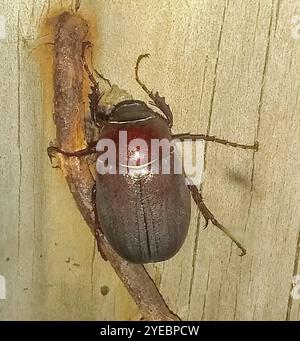 May Beetles (Phyllophaga Stock Photo - Alamy