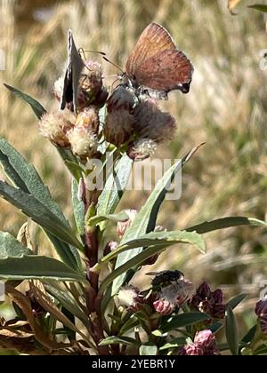 Brown Elfin (Callophrys augustinus Stock Photo - Alamy
