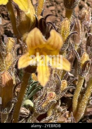 yellow clustered broomrape (Aphyllon franciscanum), Plantae, Montaña de ...