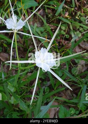 spider lilies (Hymenocallis Stock Photo - Alamy