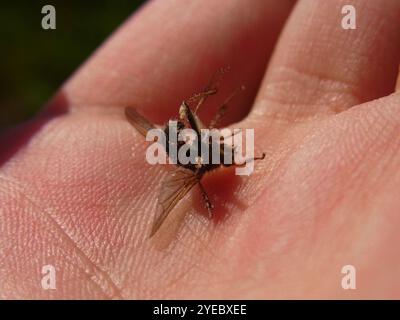 Insect Destroyers (Entomophthorales Stock Photo - Alamy