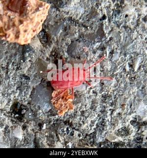 Sidewalk Mites (Balaustium Stock Photo - Alamy