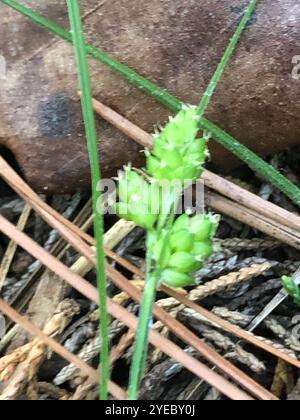 fuzzy wuzzy sedge (Carex hirsutella), Plantae, Stokes County, US-NC, US ...