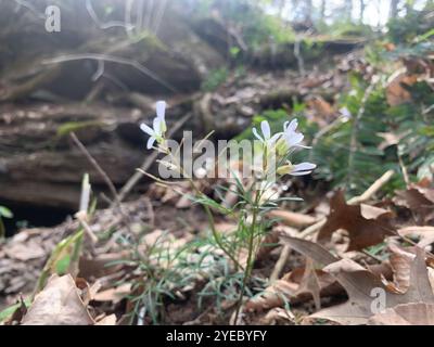 Forkleaf Toothwort (Cardamine dissecta Stock Photo - Alamy