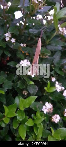 Leaf Curling Spider (Phonognatha graeffei), New South Wales, Australia ...