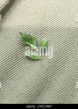 Slender Oak Sedge (Carex albicans australis Stock Photo - Alamy