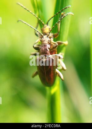 jewel reed beetle (Plateumaris sericea Stock Photo - Alamy