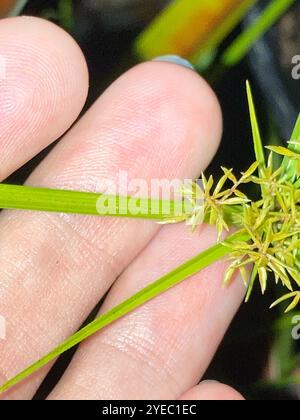 Bunchy flat-sedge (Cyperus polystachyos Stock Photo - Alamy