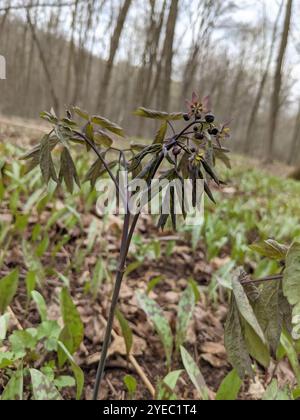 early blue cohosh (Caulophyllum giganteum) Plantae Stock Photo - Alamy