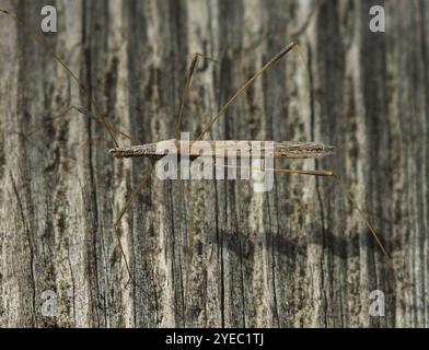 straw stiltbug (Neides tipularius Stock Photo - Alamy