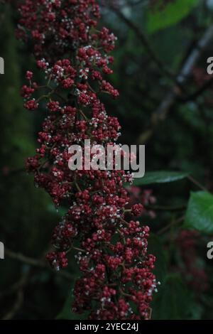 Scratchbush (Urera baccifera Stock Photo - Alamy