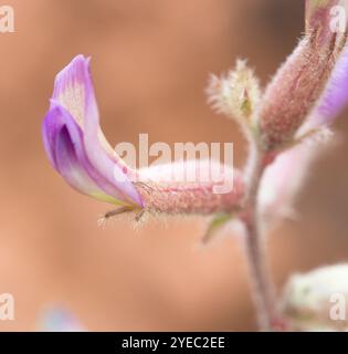 Woolly Locoweed (Astragalus mollissimus Stock Photo - Alamy