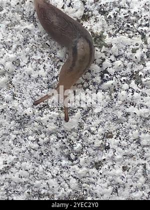Threeband Slugs (Ambigolimax Stock Photo - Alamy
