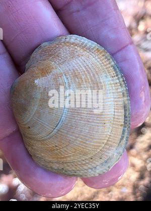 Pacific Littleneck Clam (Leukoma staminea Stock Photo - Alamy
