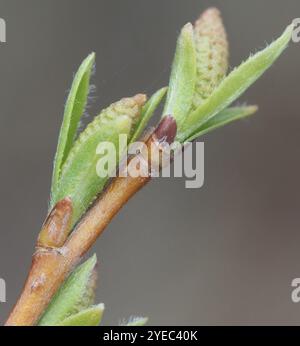 interior sandbar willow (Salix interior Stock Photo - Alamy