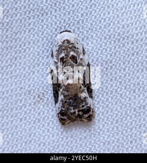 Snowy-shouldered Acleris Moth (Acleris nivisellana Stock Photo - Alamy