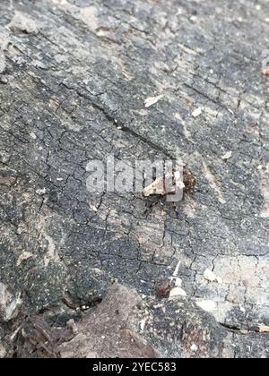 Marbled Fungus Weevil (Euparius marmoreus Stock Photo - Alamy