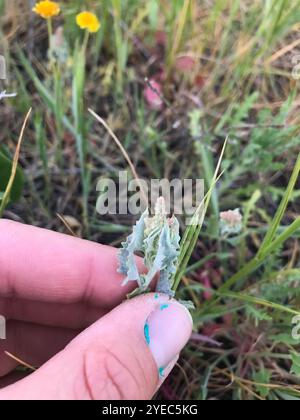 San Joaquin spearscale (Extriplex joaquinana Stock Photo - Alamy