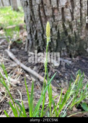 pretty sedge (Carex woodii Stock Photo - Alamy