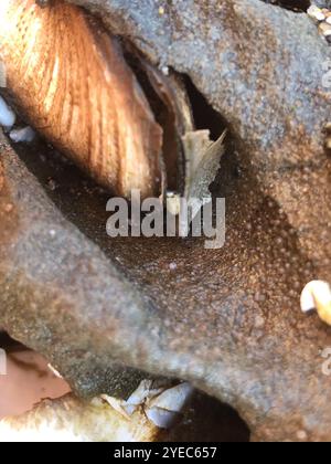 Flat-tip Piddock (Penitella penita Stock Photo - Alamy