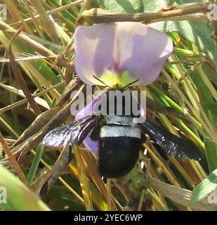 Double-banded Carpenter Bee (Xylocopa caffra Stock Photo - Alamy