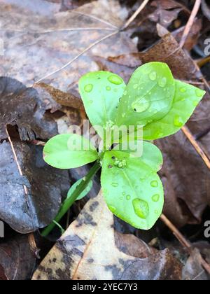 Running Strawberry-bush (Euonymus obovatus Stock Photo - Alamy