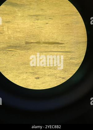 Largemouth Bass (Micropterus nigricans Stock Photo - Alamy