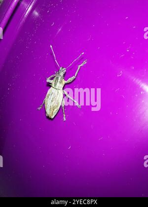 South American Fruit Tree Weevil (Naupactus xanthographus Stock Photo ...
