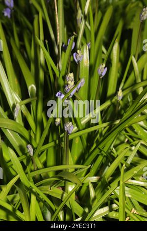 Bluebell rust (Uromyces hyacinthi Stock Photo - Alamy