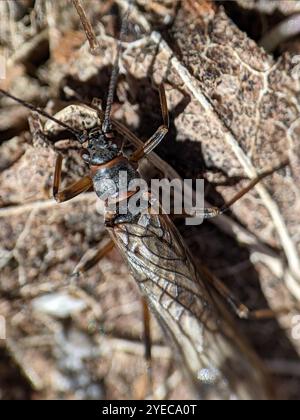 Winter Stoneflies (Taeniopterygidae Stock Photo - Alamy