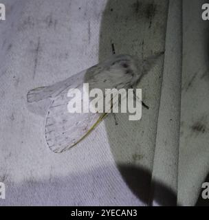 Dot-lined White (Artace cribrarius Stock Photo - Alamy