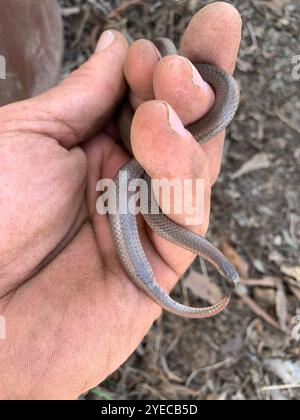 Sharp-tailed Snake, Contia tenuis, North Pender Island, BC, Canada ...