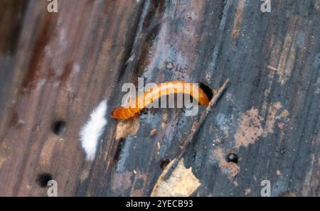 Water, Rove, Scarab, Long-horned, Leaf, and Snout Beetles (Polyphaga ...