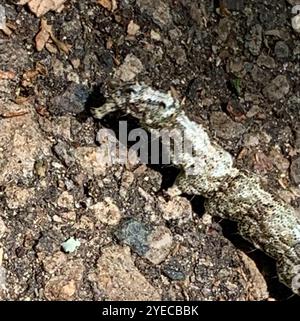 Live Oak Metria Moth (Metria amella Stock Photo - Alamy