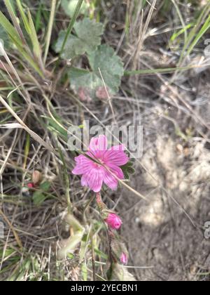 checkerbloom (Sidalcea malviflora Stock Photo - Alamy