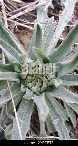 stoneseeds, puccoons, and gromwells (Lithospermum Stock Photo - Alamy