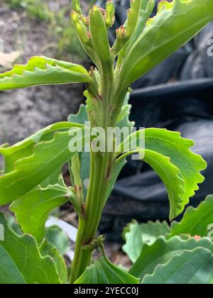 Florida Indian Plantain (Arnoglossum floridanum) Plantae Stock Photo ...