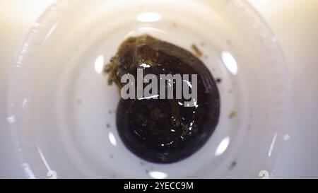 Ramshorn snails (Planorbidae Stock Photo - Alamy