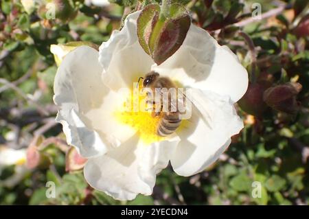 Anatolian Honey Bee (Apis mellifera anatoliaca Stock Photo - Alamy