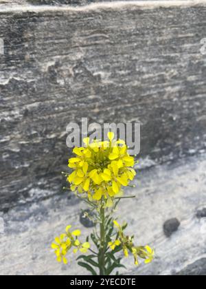 Prairie-rocket Wallflower (Erysimum asperum Stock Photo - Alamy