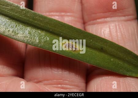 Bluebell rust (Uromyces hyacinthi Stock Photo - Alamy