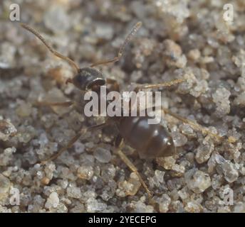 Woodland Fuzzy Ant (Lasius americanus Stock Photo - Alamy