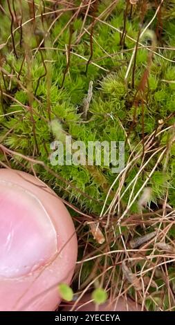 Tufted Thread-moss (Ptychostomum imbricatulum Stock Photo - Alamy