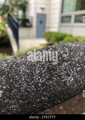 red maple scale (Melanaspis tenebricosa Stock Photo - Alamy