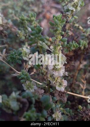Short-leaf Bluebush (Maireana brevifolia Stock Photo - Alamy