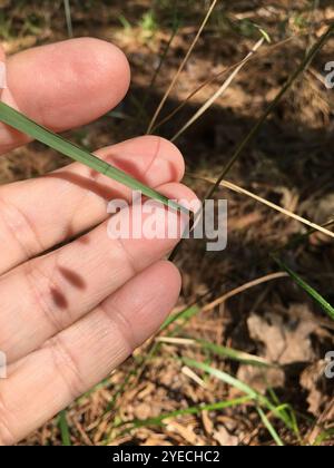 Twoflower Melicgrass (Melica mutica Stock Photo - Alamy