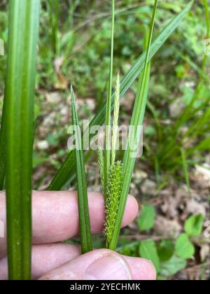 golden cattail sedge (Carex aureolensis Stock Photo - Alamy
