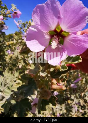 Sea Mallow (Malva subovata Stock Photo - Alamy