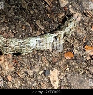 Live Oak Metria Moth (Metria amella Stock Photo - Alamy