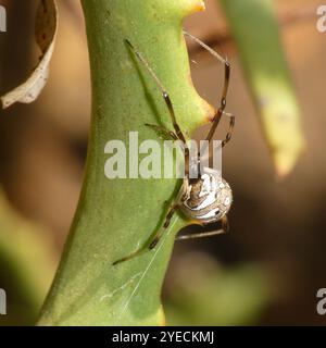 Zimbabwe Button Spider (Latrodectus rhodesiensis Stock Photo - Alamy